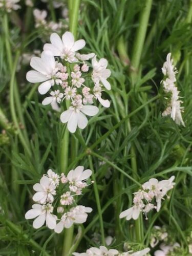 Growing Cilantro for its Flowers – Mother Earth News